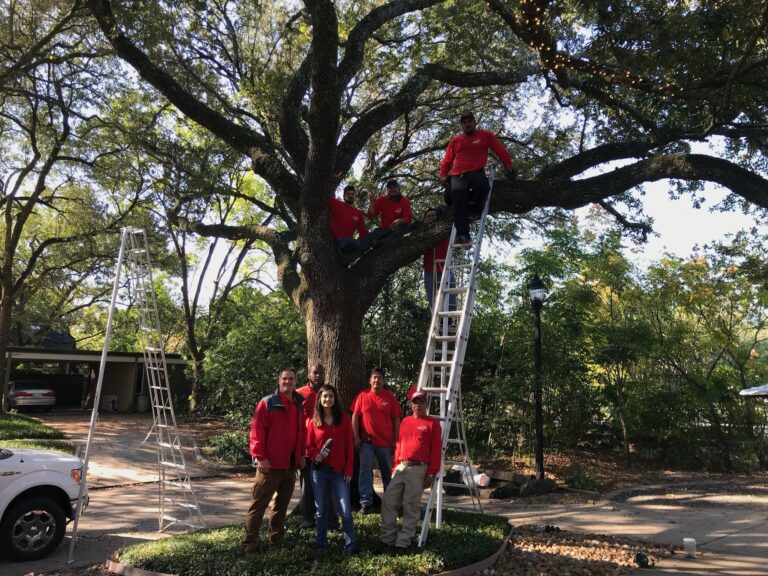 Christmas Light Installation Photo Gallery - No Fuss Lights